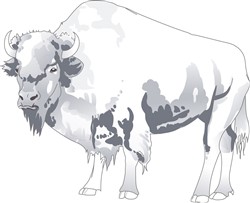 WHITE BUFFALO print art print art at EmbroideryDesigns.com ...