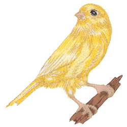 Canary Embroidery Design | EmbroideryDesigns.com