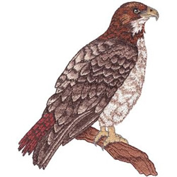 Red-tailed Hawk Embroidery Design | EmbroideryDesigns.com