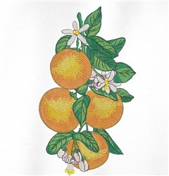 Oranges Embroidery Design | EmbroideryDesigns.com