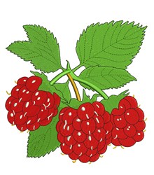 Raspberries Embroidery Design | EmbroideryDesigns.com