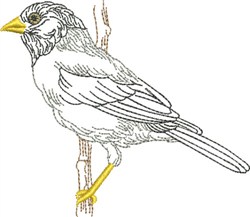 Sketched Robin Embroidery Design | EmbroideryDesigns.com