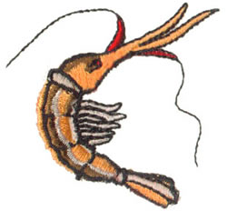 Shrimp Embroidery Design | EmbroideryDesigns.com