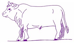 Bull Outline Embroidery Design | EmbroideryDesigns.com
