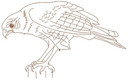 Hawk Embroidery Design | EmbroideryDesigns.com