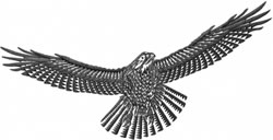 Hawk Embroidery Design | EmbroideryDesigns.com