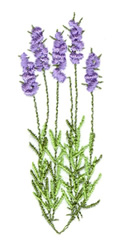 Lavender Plant Embroidery Design | EmbroideryDesigns.com