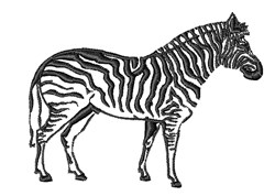 Zebra Embroidery Design | EmbroideryDesigns.com