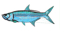 Large Tarpon Embroidery Design | EmbroideryDesigns.com