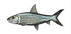 Small Bonefish Embroidery Design | EmbroideryDesigns.com