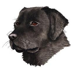 Black Lab print art print art at EmbroideryDesigns.com ...
