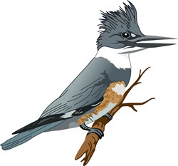 BELTED KINGFISHER print art print art at EmbroideryDesigns.com ...