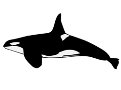 Orca Whale SVG cut file at EmbroideryDesigns.com | EmbroideryDesigns.com