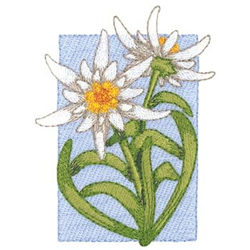 Edelweiss Embroidery Design | EmbroideryDesigns.com