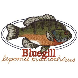 Bluegill Embroidery Design | EmbroideryDesigns.com