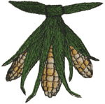 Free Corn Embroidery Design | EmbroideryDesigns.com
