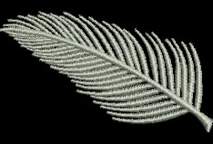 New Zealand Silver Fern Embroidery Design | EmbroideryDesigns.com