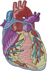 Anatomical Heart Embroidery Design | EmbroideryDesigns.com